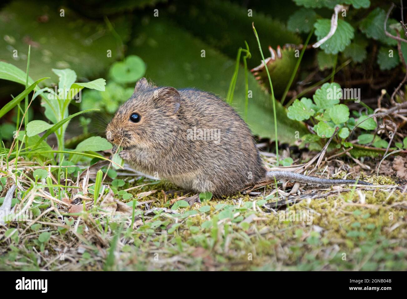 Otomys irroratus hi-res stock photography and images - Alamy