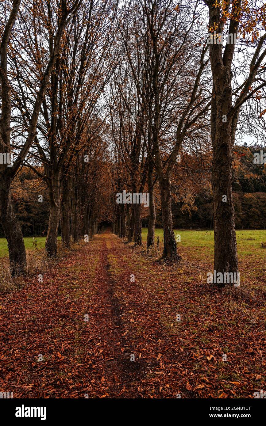 Chestnut Tree Avenue High Resolution Stock Photography and Images - Alamy