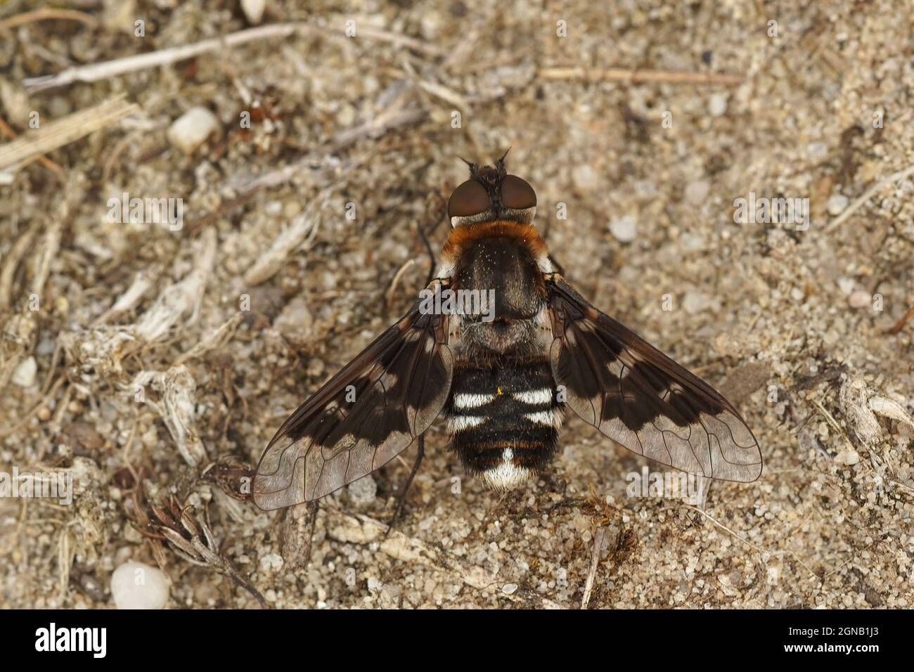 Fenestratus hi-res stock photography and images - Alamy