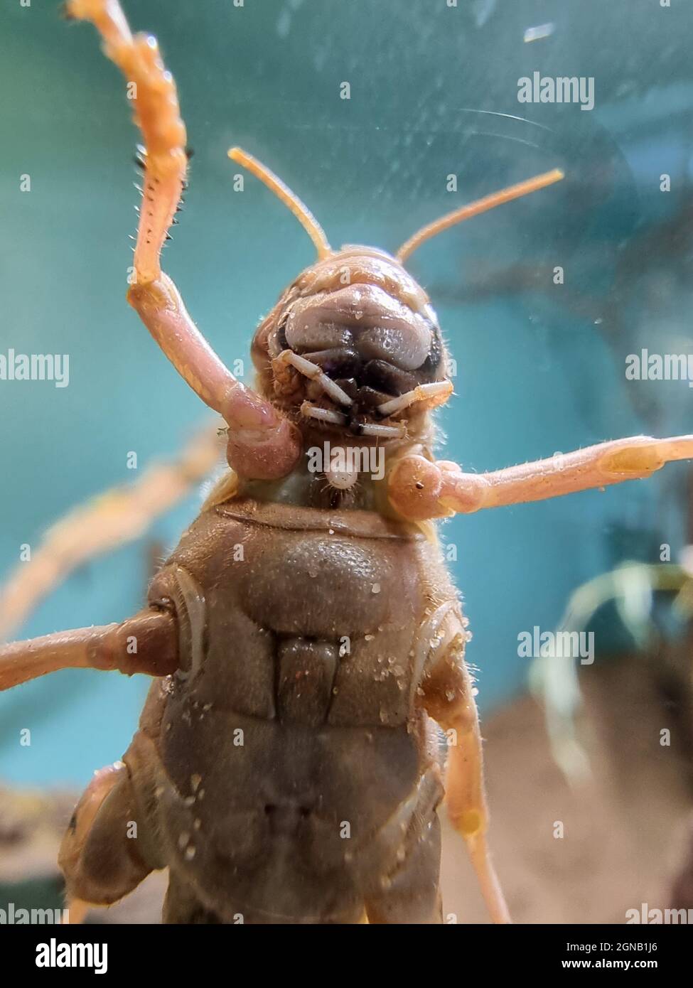 Close up picture of the underside of a locust Stock Photo - Alamy