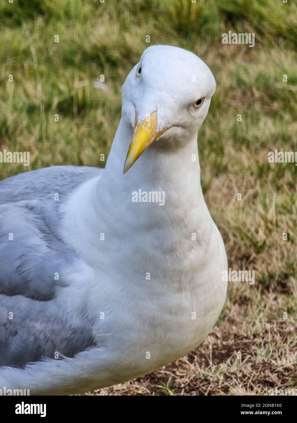 Gull looks at camera hi-res stock photography and images - Alamy