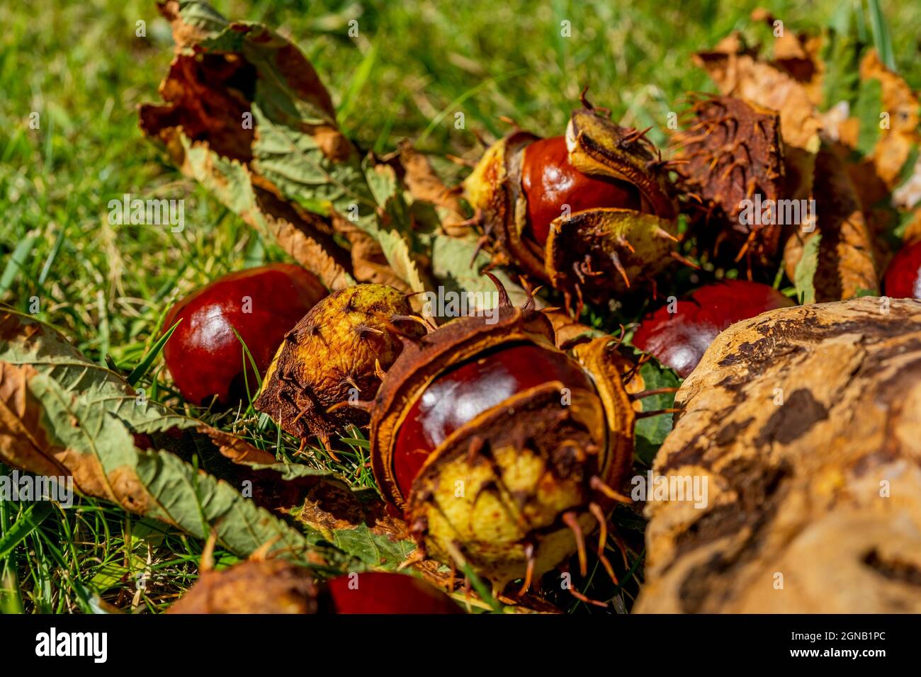 Chestnuts in an open shell lying between autumn grass and fallen leaves ...