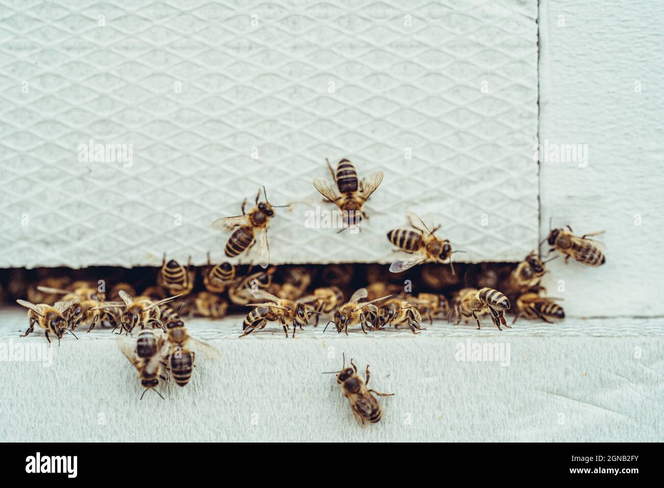 bees entering the white hive Stock Photo - Alamy