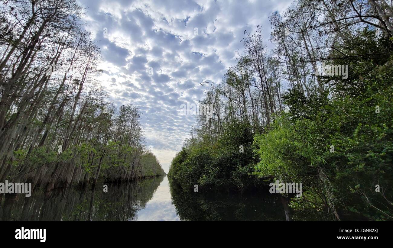 Low-angle landscape of a river in the forest under heavy clouds in Big ...