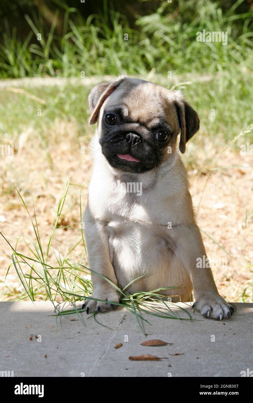 the portrait of a beautiful 2 month old pug, mop, puppy, with smooth ...