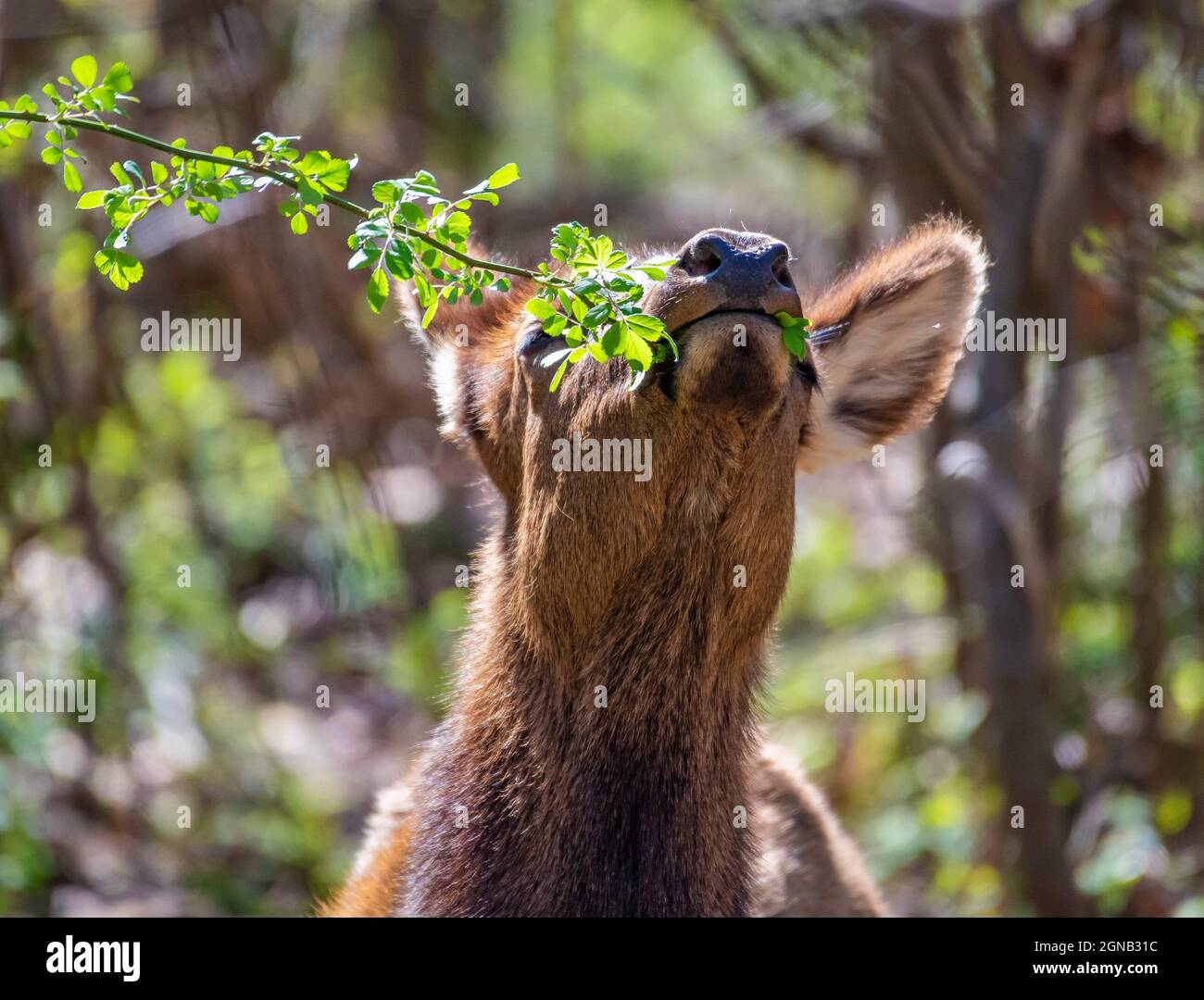 Beautiful elk, also known as the wapiti eating of the branch of a tree ...