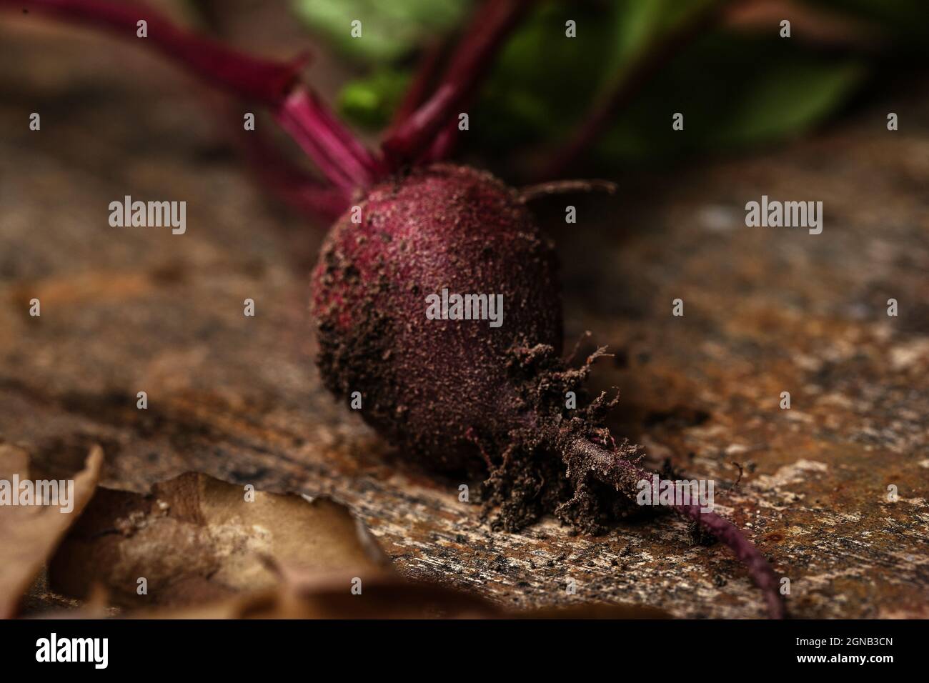Freshly harvested beetroot with dirt on rust table Stock Photo - Alamy