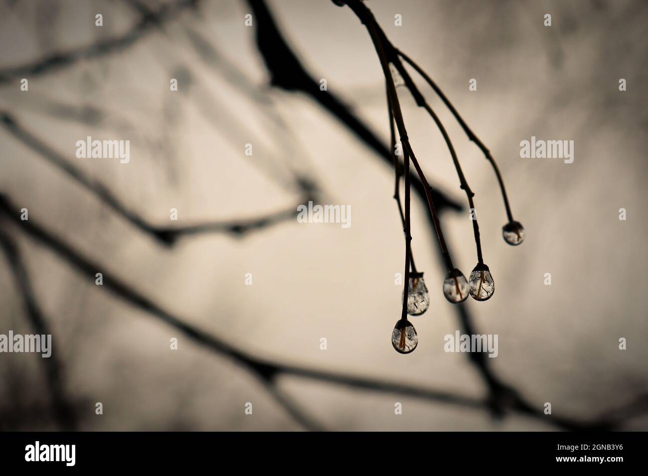 Moment in a ice drop of dew Stock Photo - Alamy