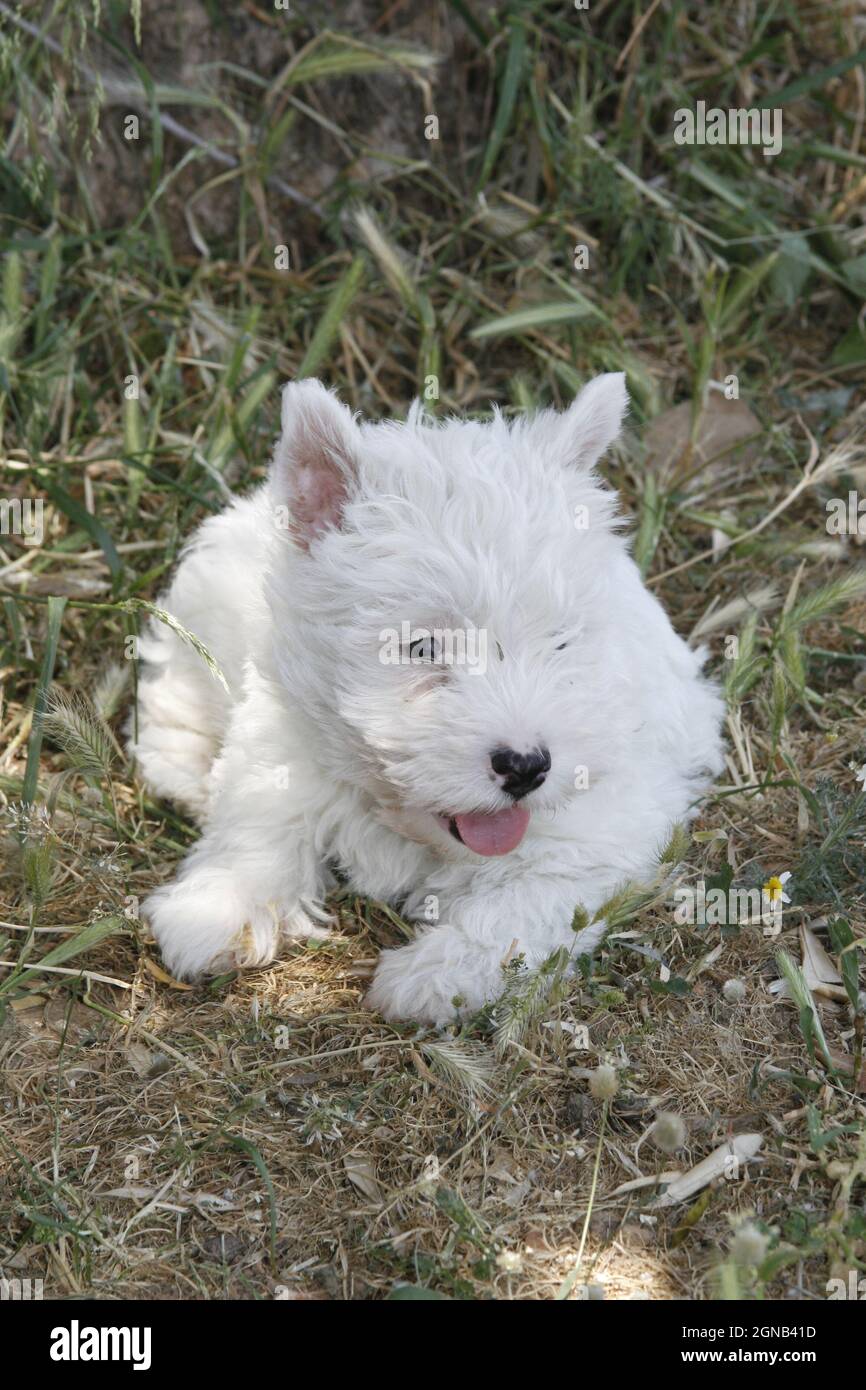 What Can I Feed A 2 Month Old Puppy