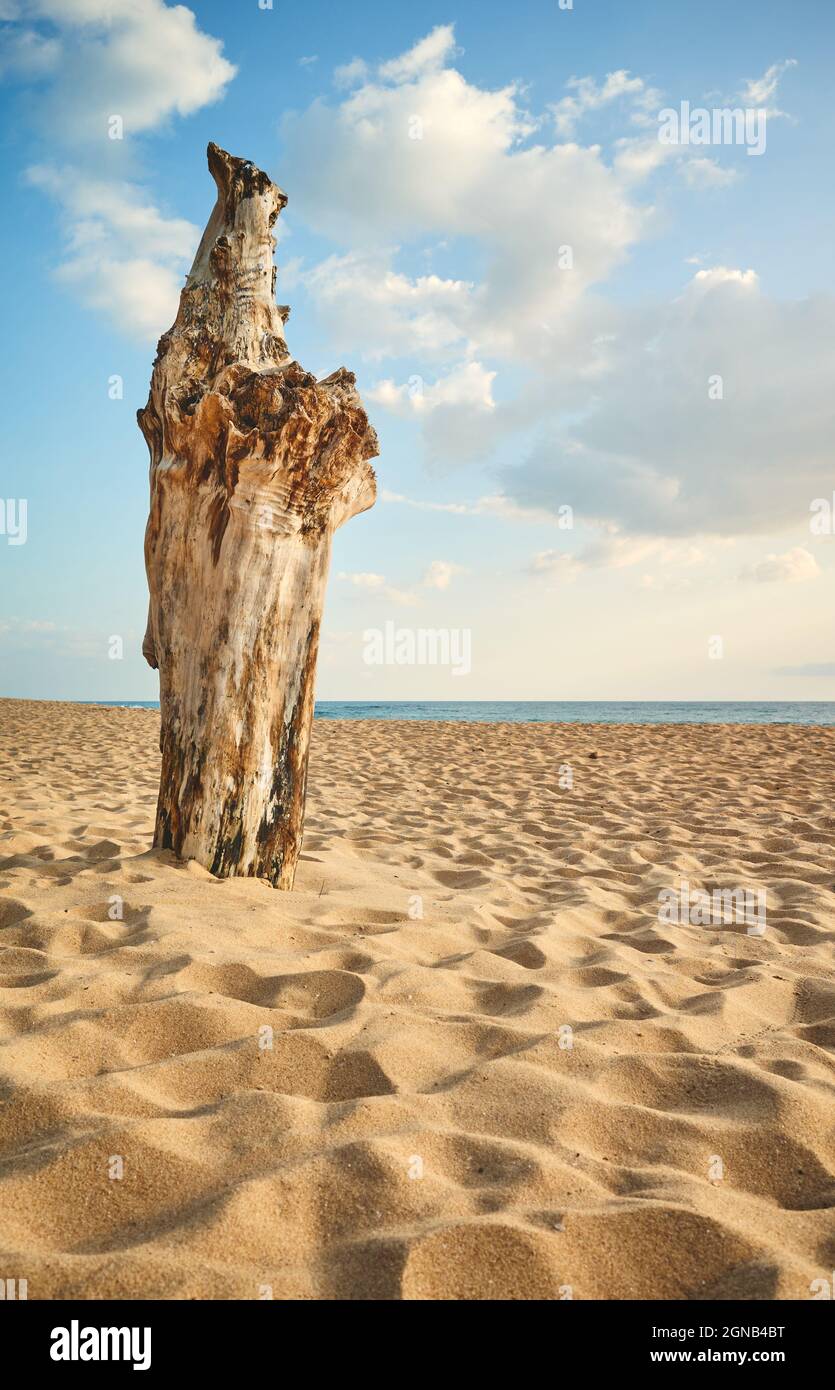 Tree trunk in sand on an empty tropical beach Stock Photo - Alamy