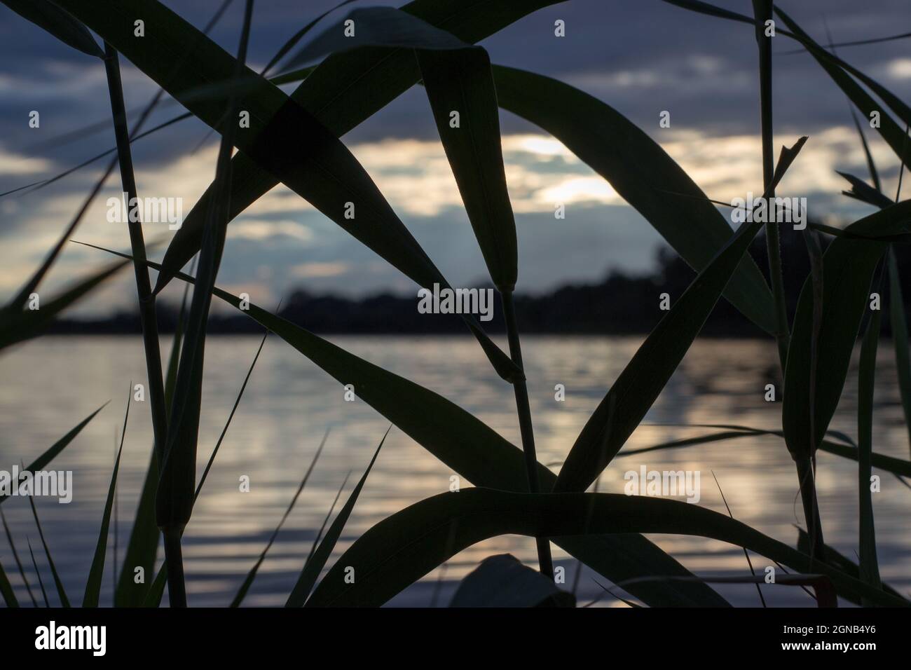 Pond grass nature reflection reeds hi-res stock photography and images ...