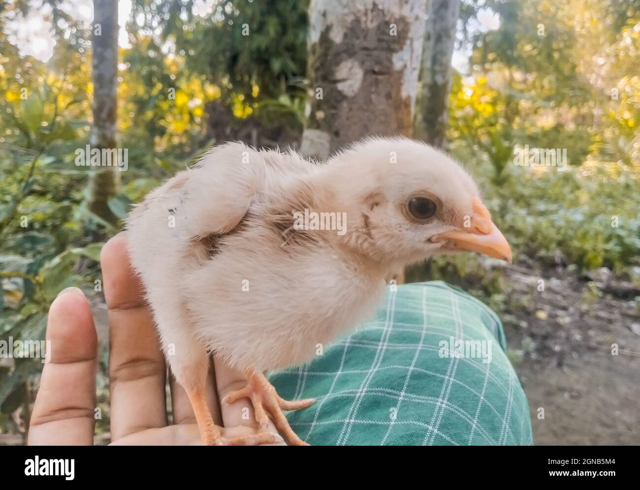 Chicken selfie hi-res stock photography and images - Alamy