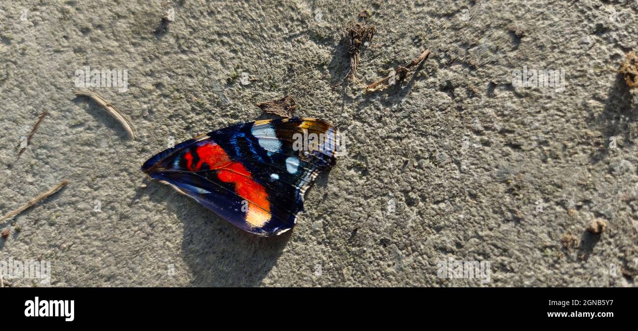 Blue butterfly on ground hi-res stock photography and images - Alamy