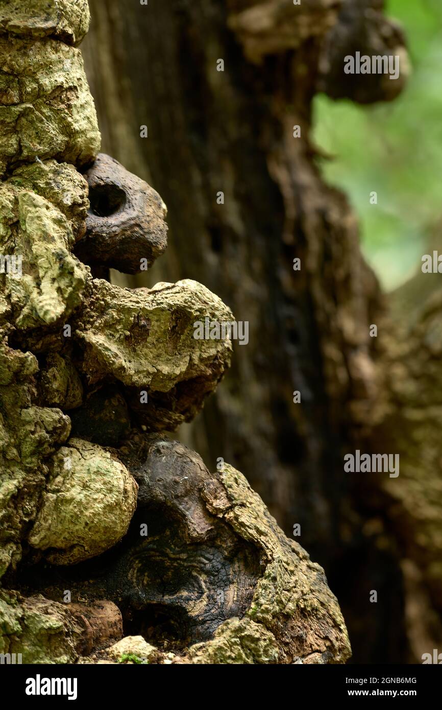 Natural wood carving in bark Stock Photo - Alamy