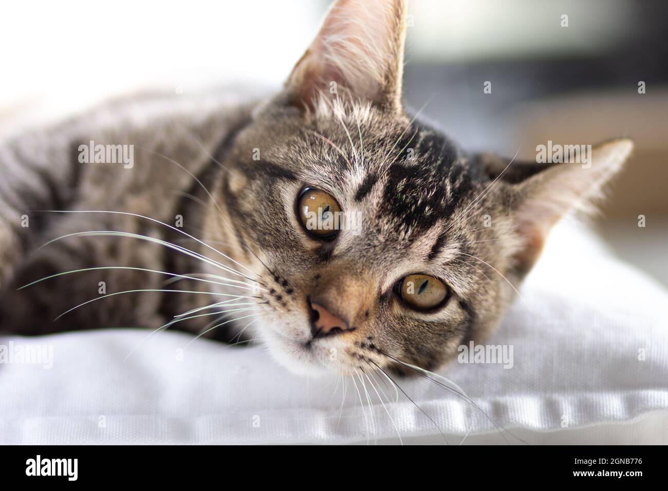 Portrait of tricolor cat lying on white surface looking at camera on ...
