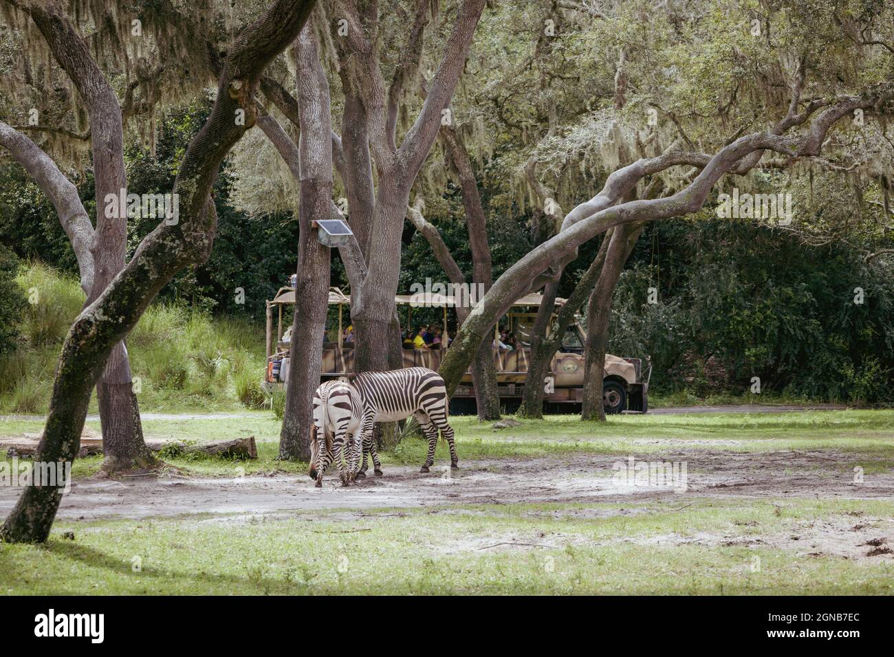 Open-air zoo with two grazing zebras and a tourist bus behind the trees ...