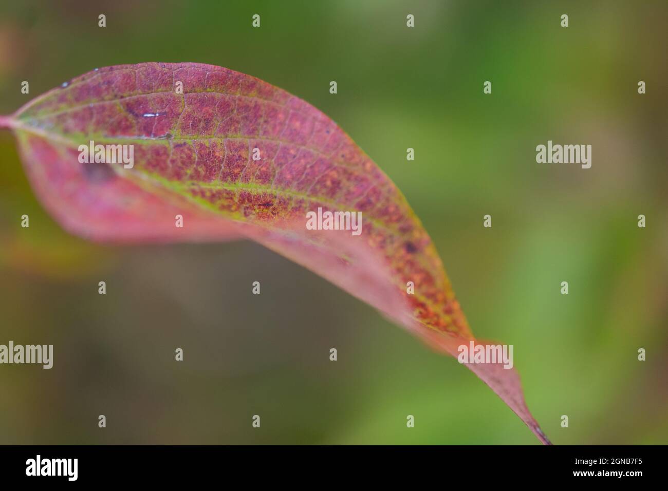 Fall leaf colors Stock Photo - Alamy