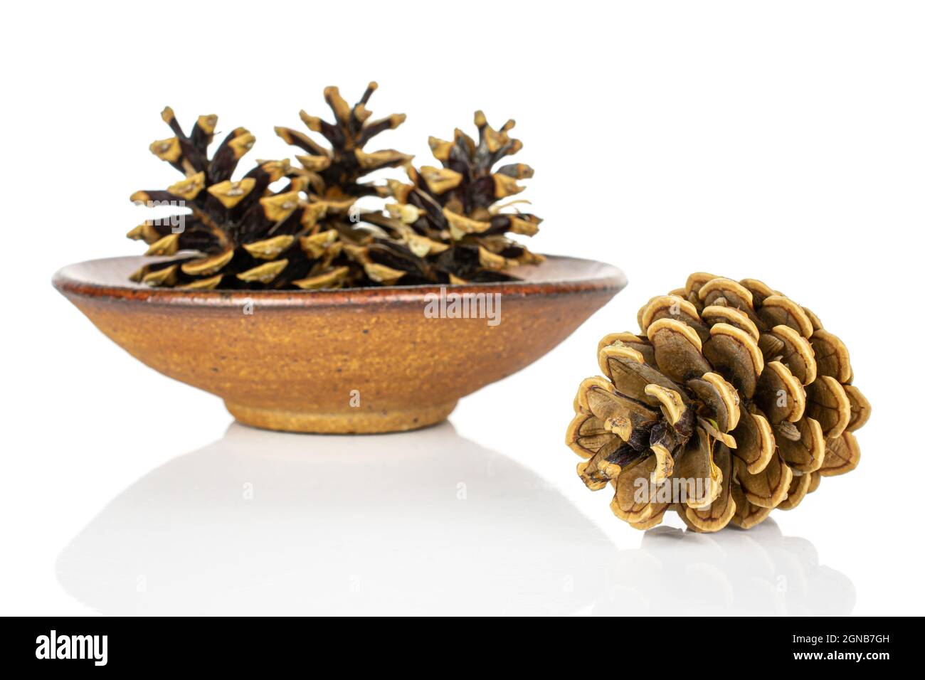 Group of four whole beautiful pine cone in ceramic bowl isolated on ...