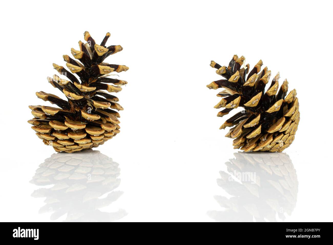 Group of two whole beautiful pine cone in row isolated on white ...