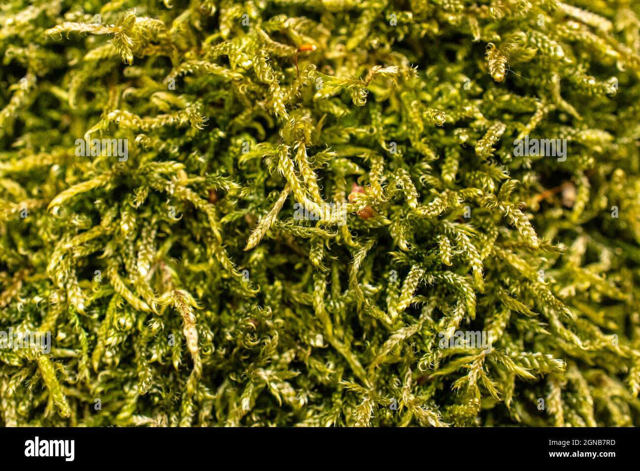 Living fresh moss in macro Stock Photo - Alamy