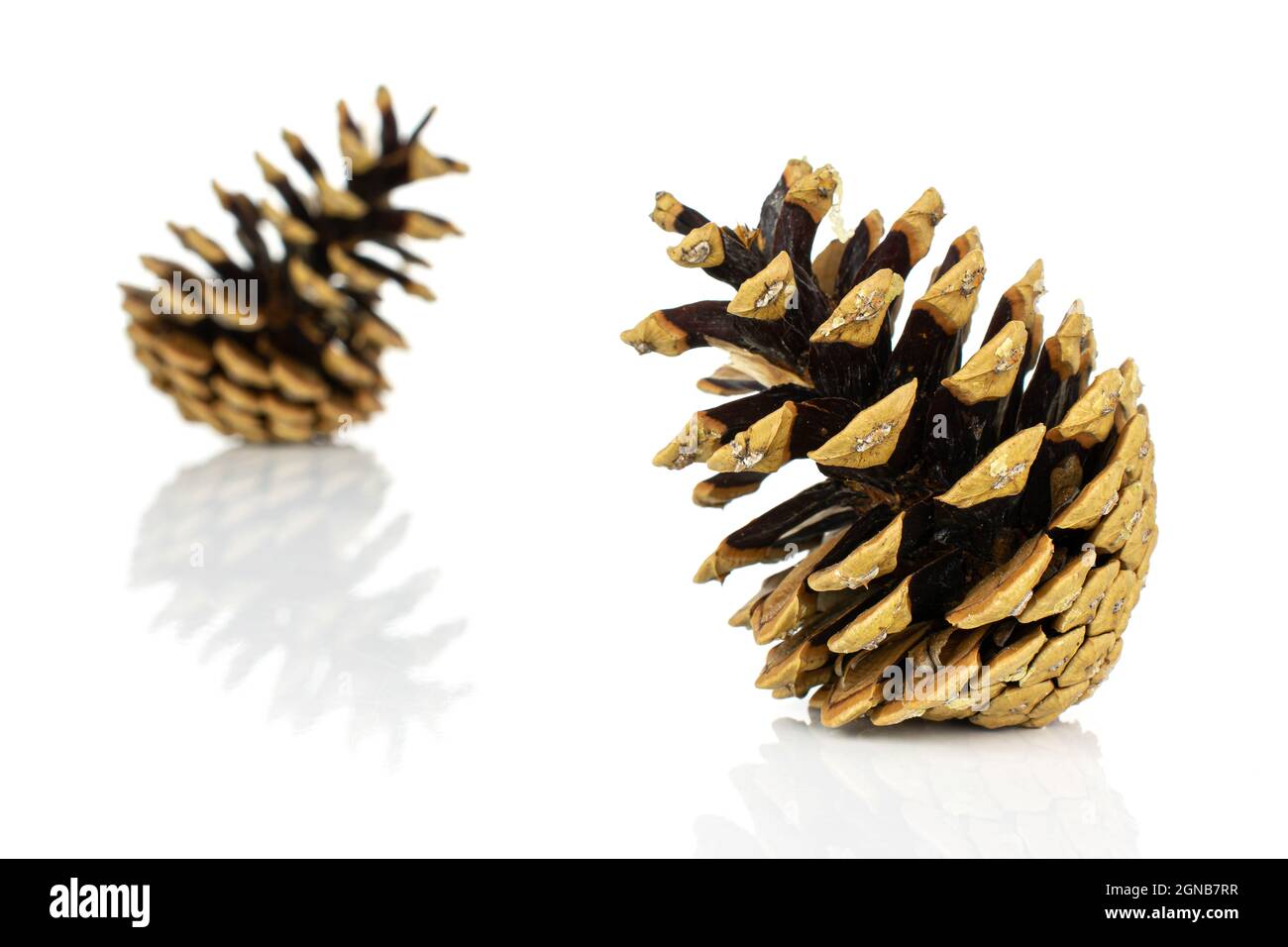 Group of two whole beautiful pine cone in diagonal isolated on white ...