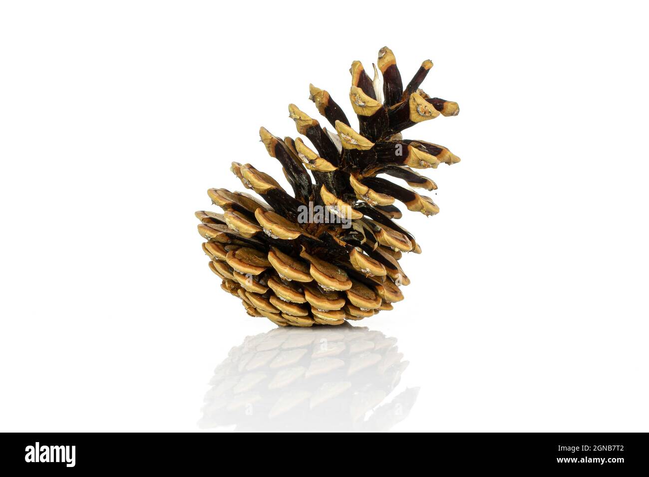 One whole beautiful pine cone isolated on white background Stock Photo ...