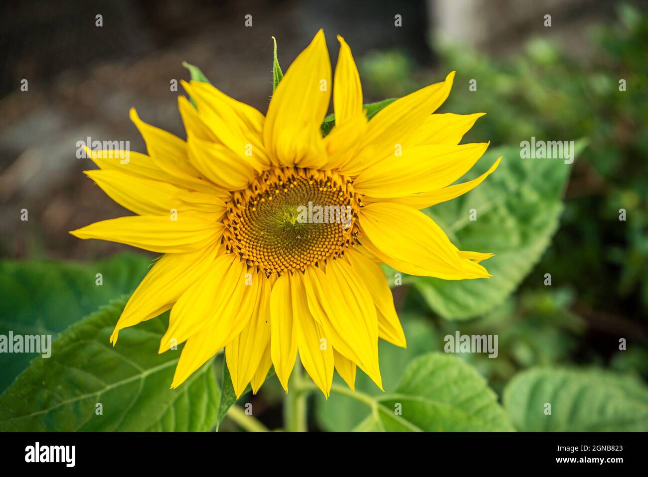 Sunflower detail in spring during grow phase Stock Photo - Alamy
