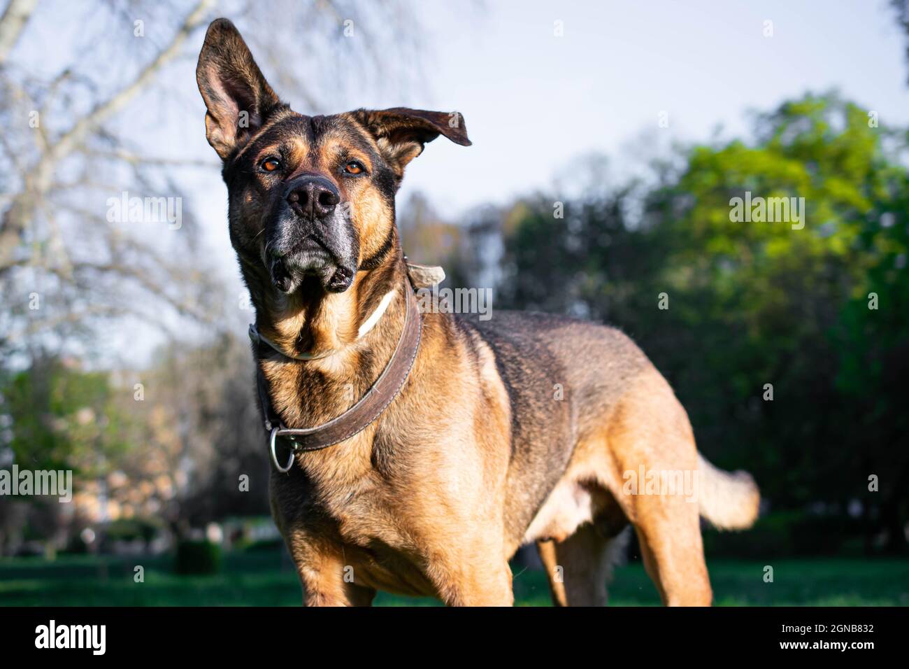 Alerted dog hi-res stock photography and images - Alamy