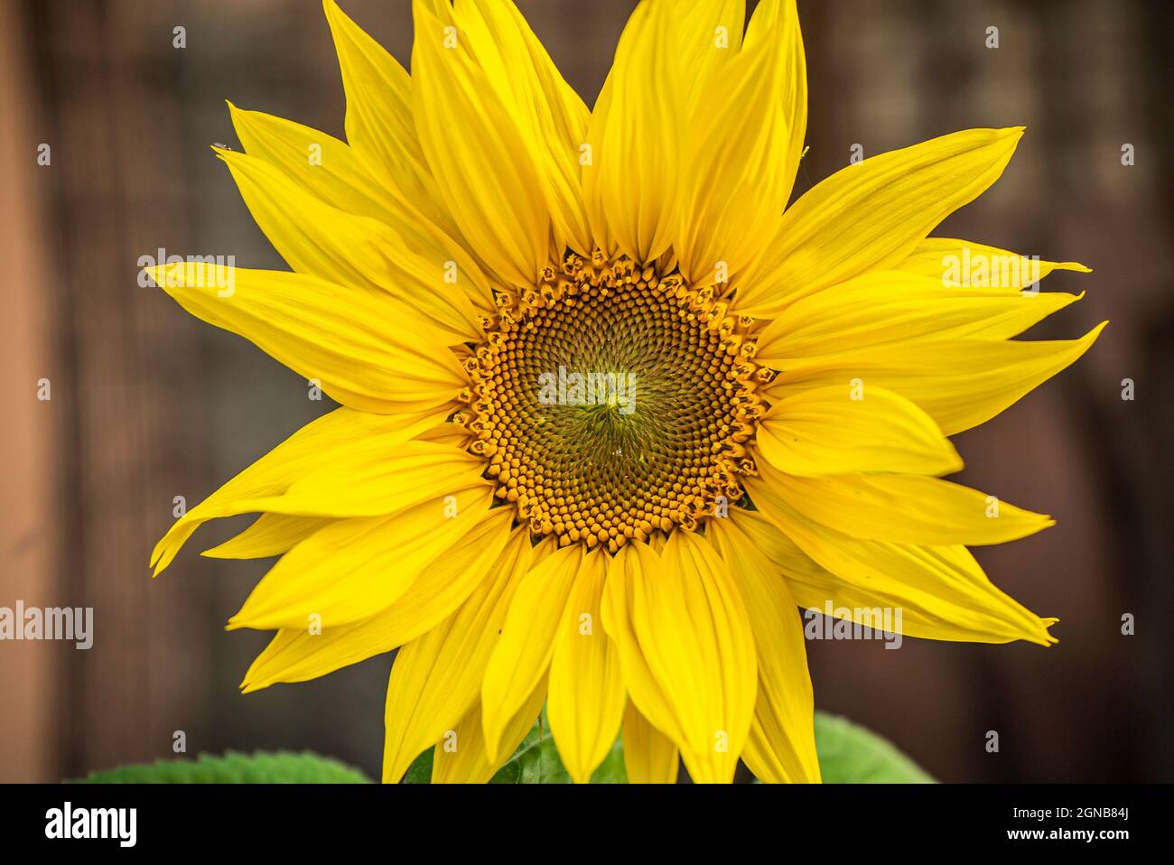 Sunflower detail in spring during grow phase Stock Photo - Alamy