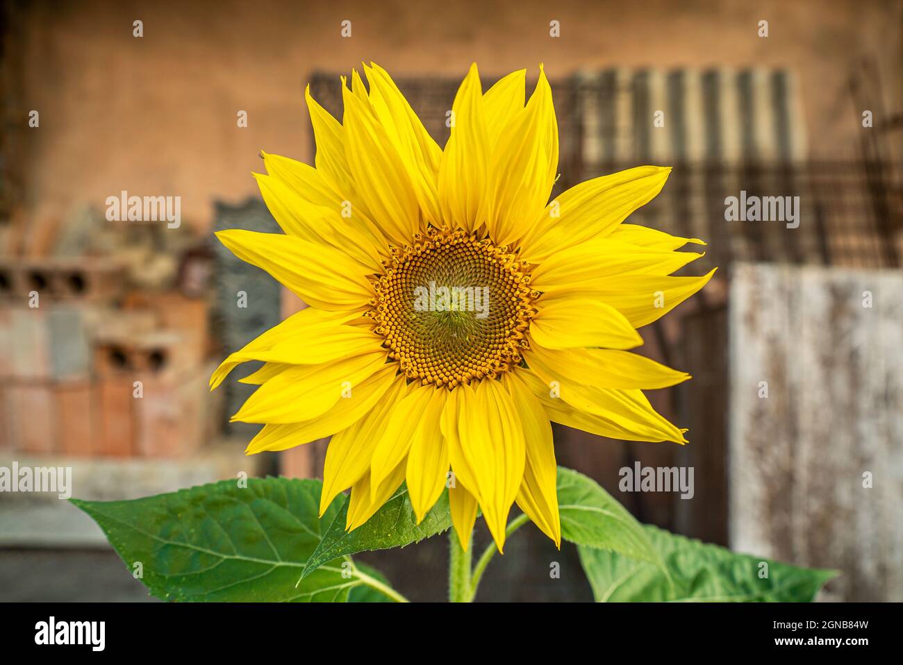 Sunflower detail in spring during grow phase Stock Photo - Alamy