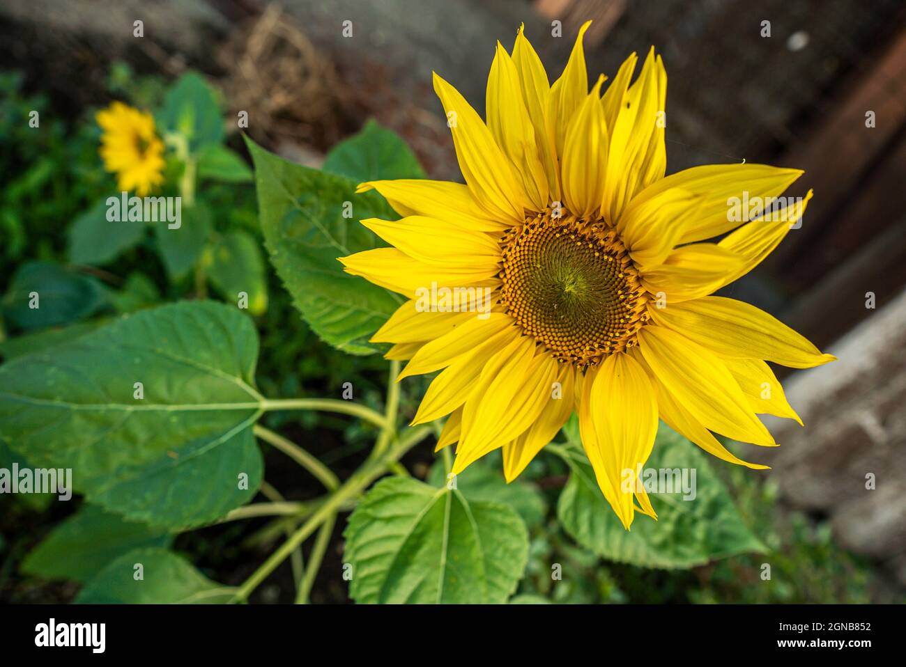 Sunflower detail in spring during grow phase Stock Photo - Alamy