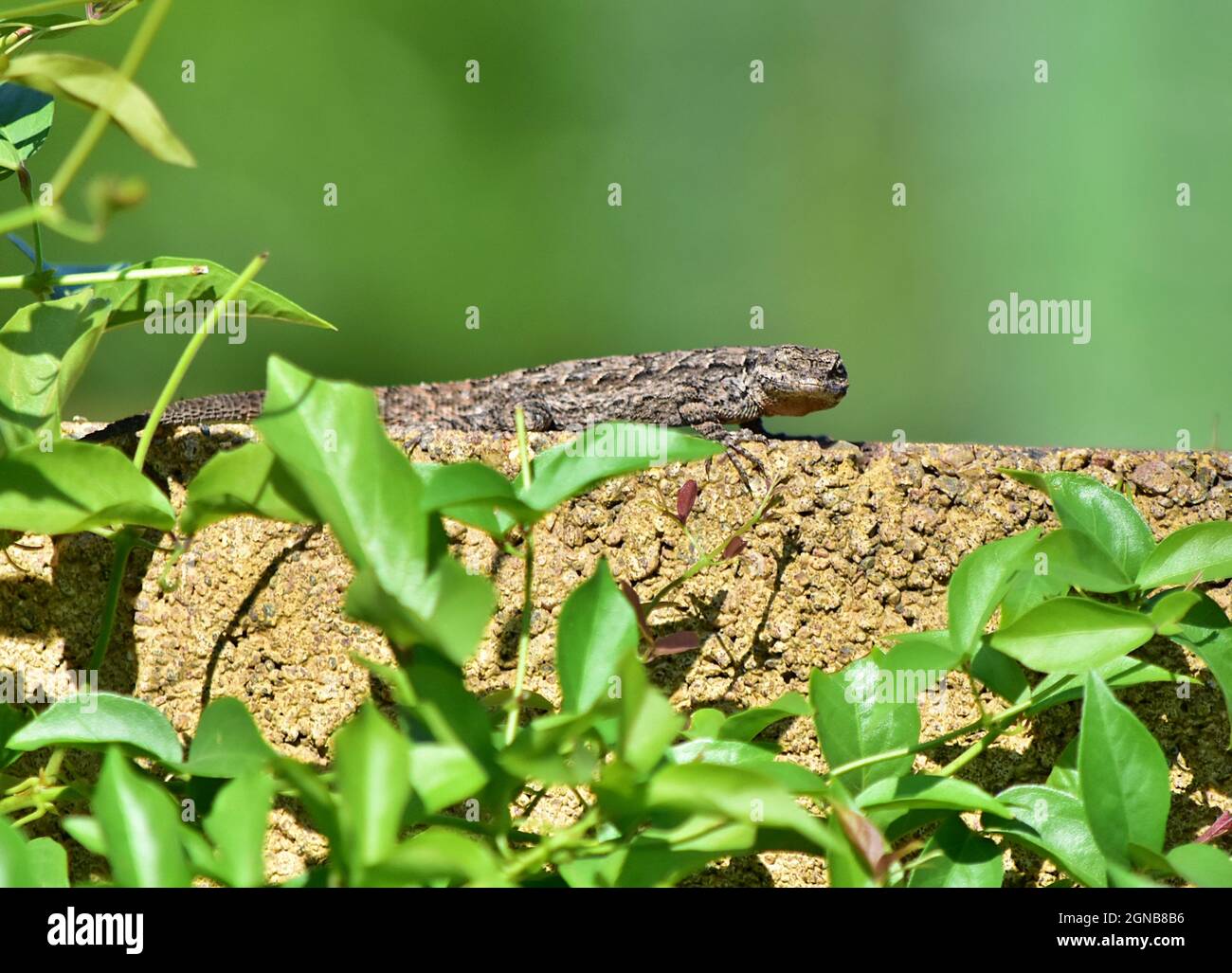 A desert lizard on a block wall Stock Photo - Alamy