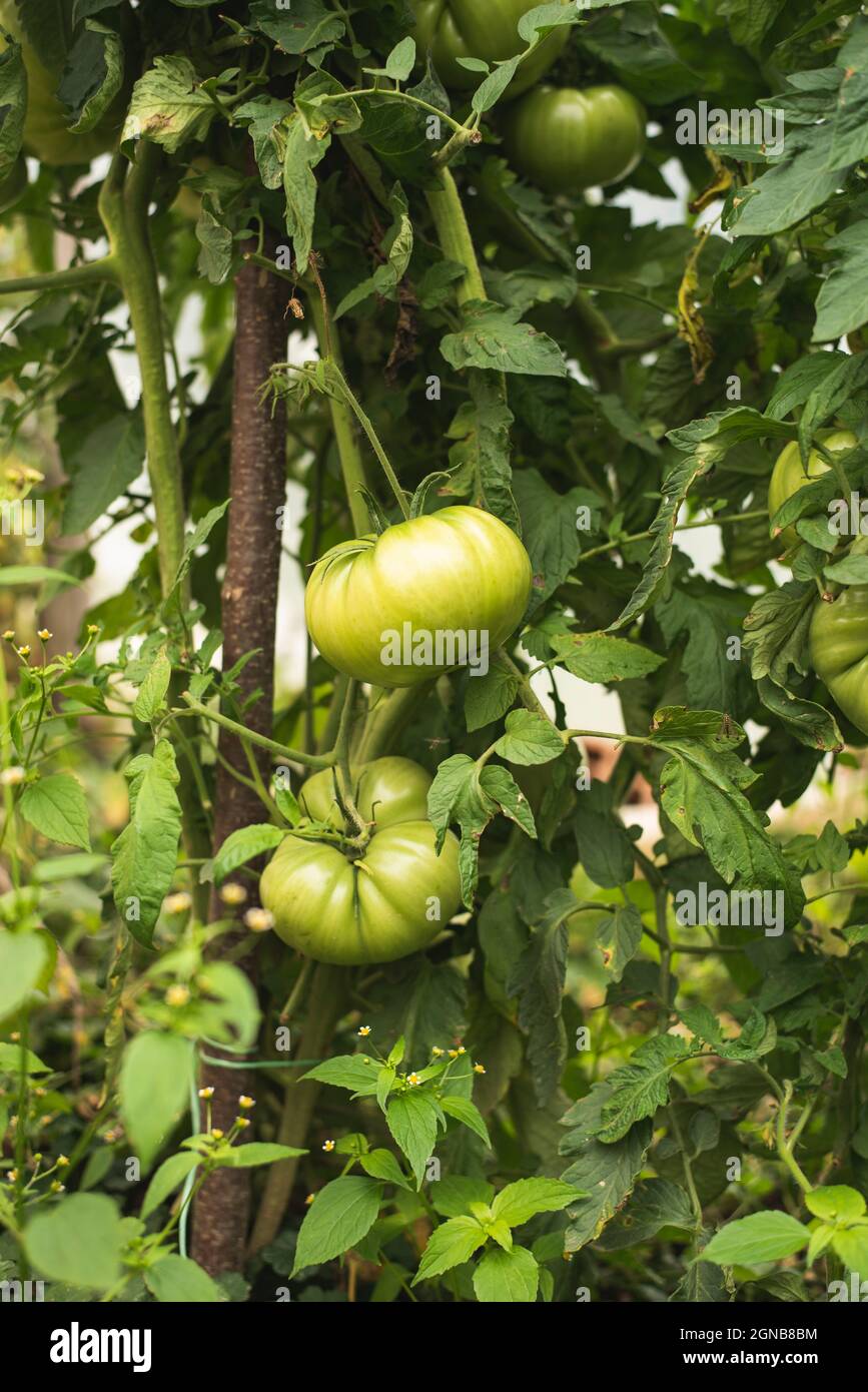 Big green tomatoes growing in garden on autumn day Stock Photo - Alamy