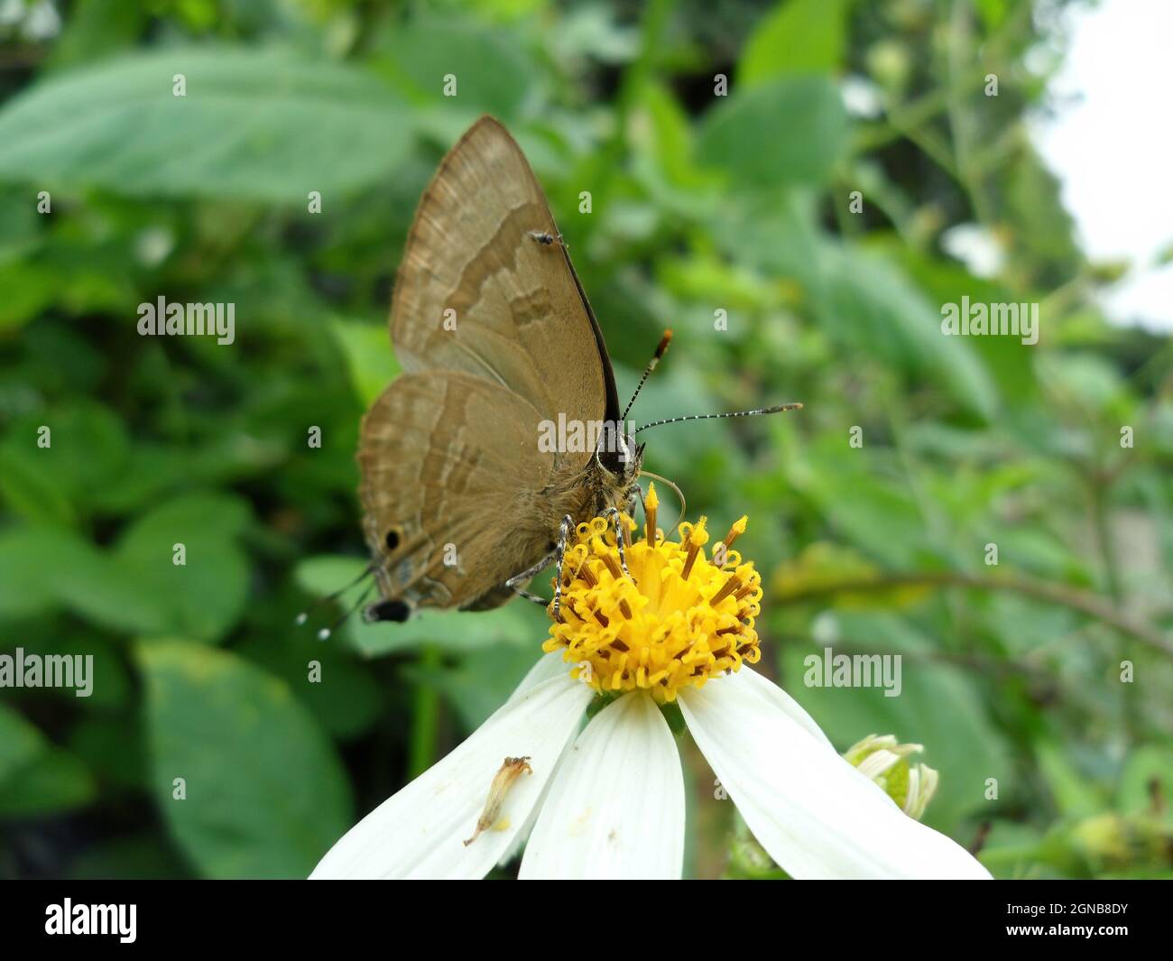 Luthrodes pandava hi-res stock photography and images - Alamy