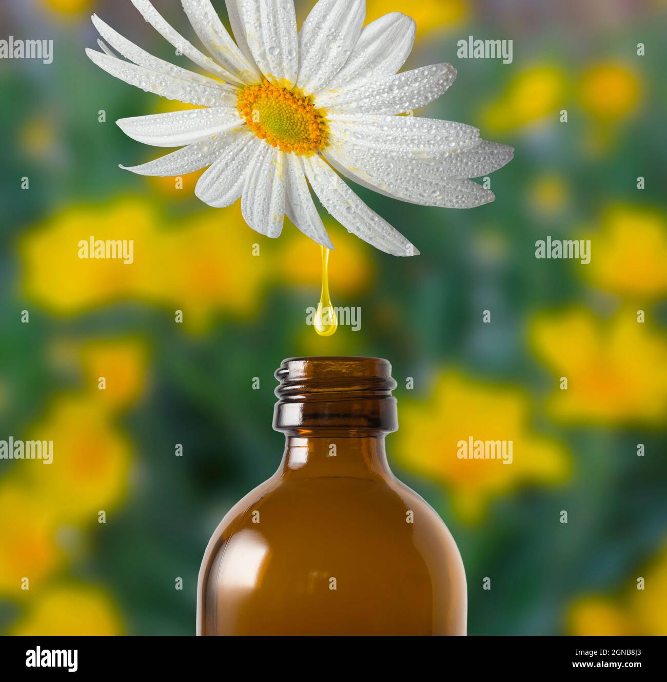 White daisy flower from which a drop of nectar falls into a brown ...