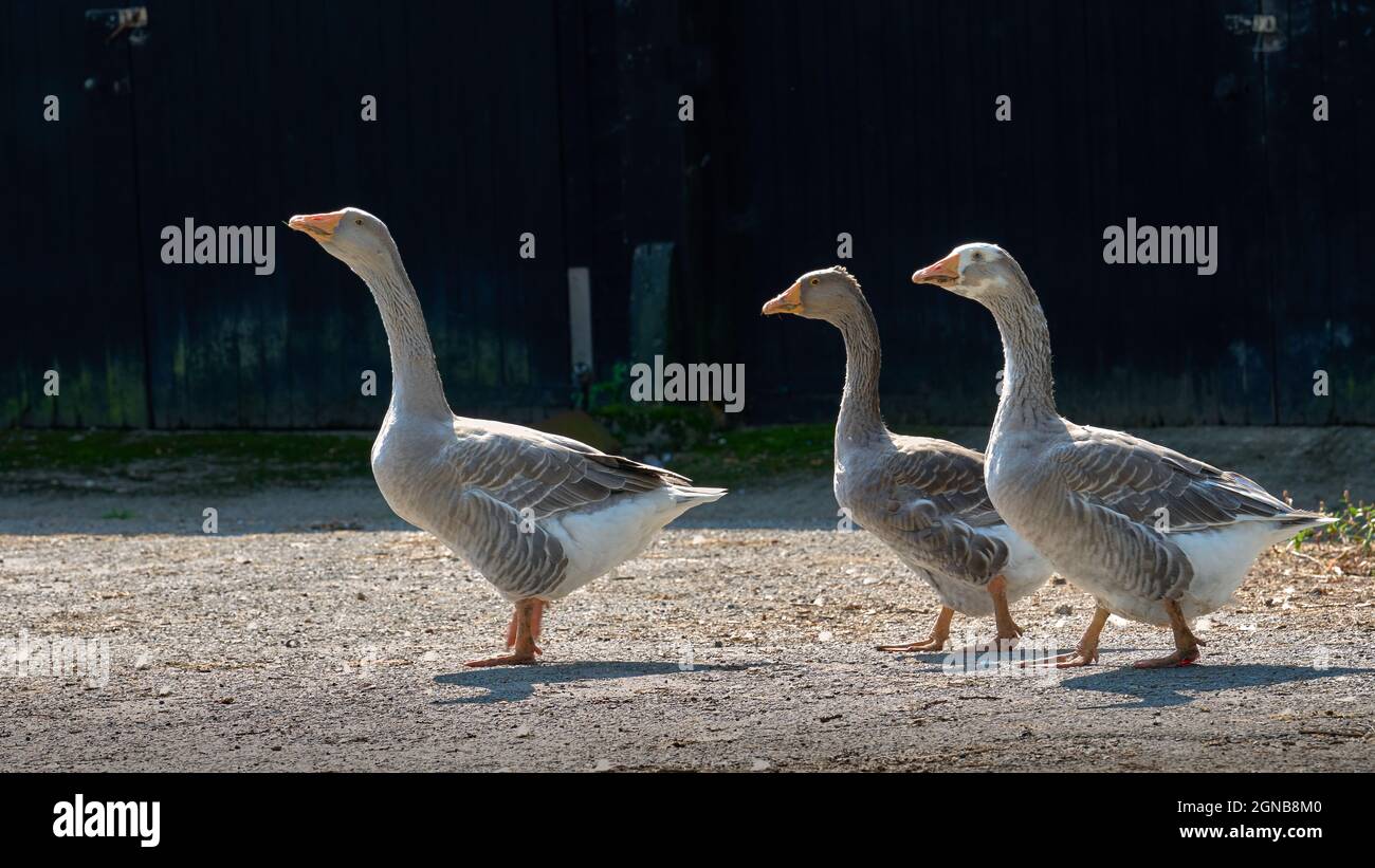 Three geese hi-res stock photography and images - Alamy