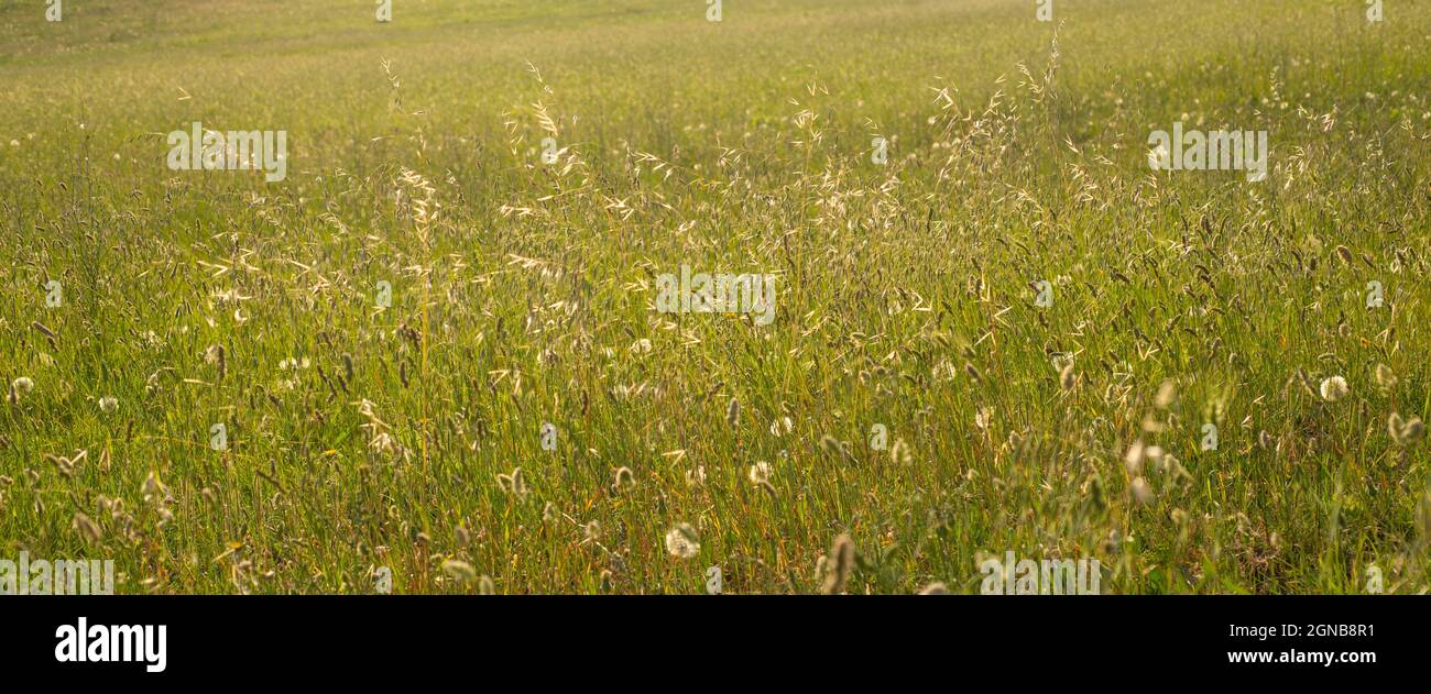 Wild grass field in Tuscany on a hot summer afternoon, rural background ...