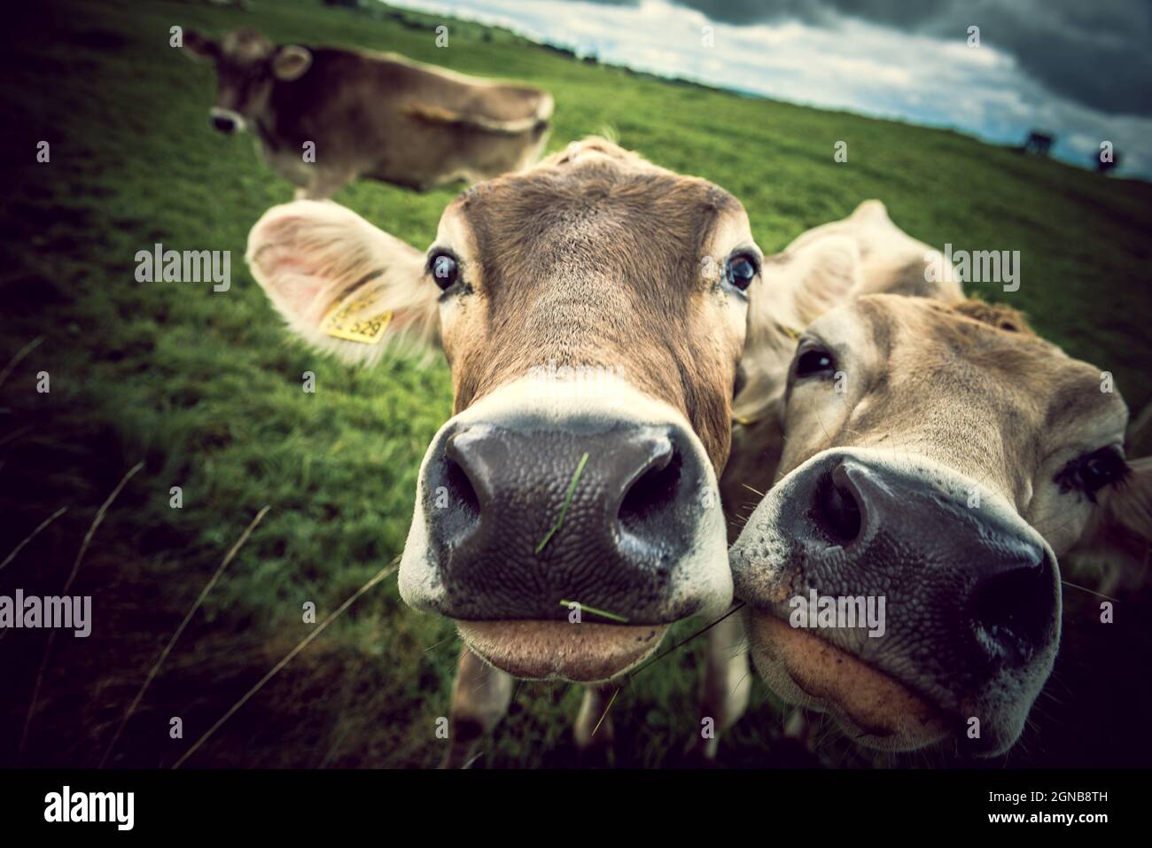 Two cows head head hi-res stock photography and images - Alamy