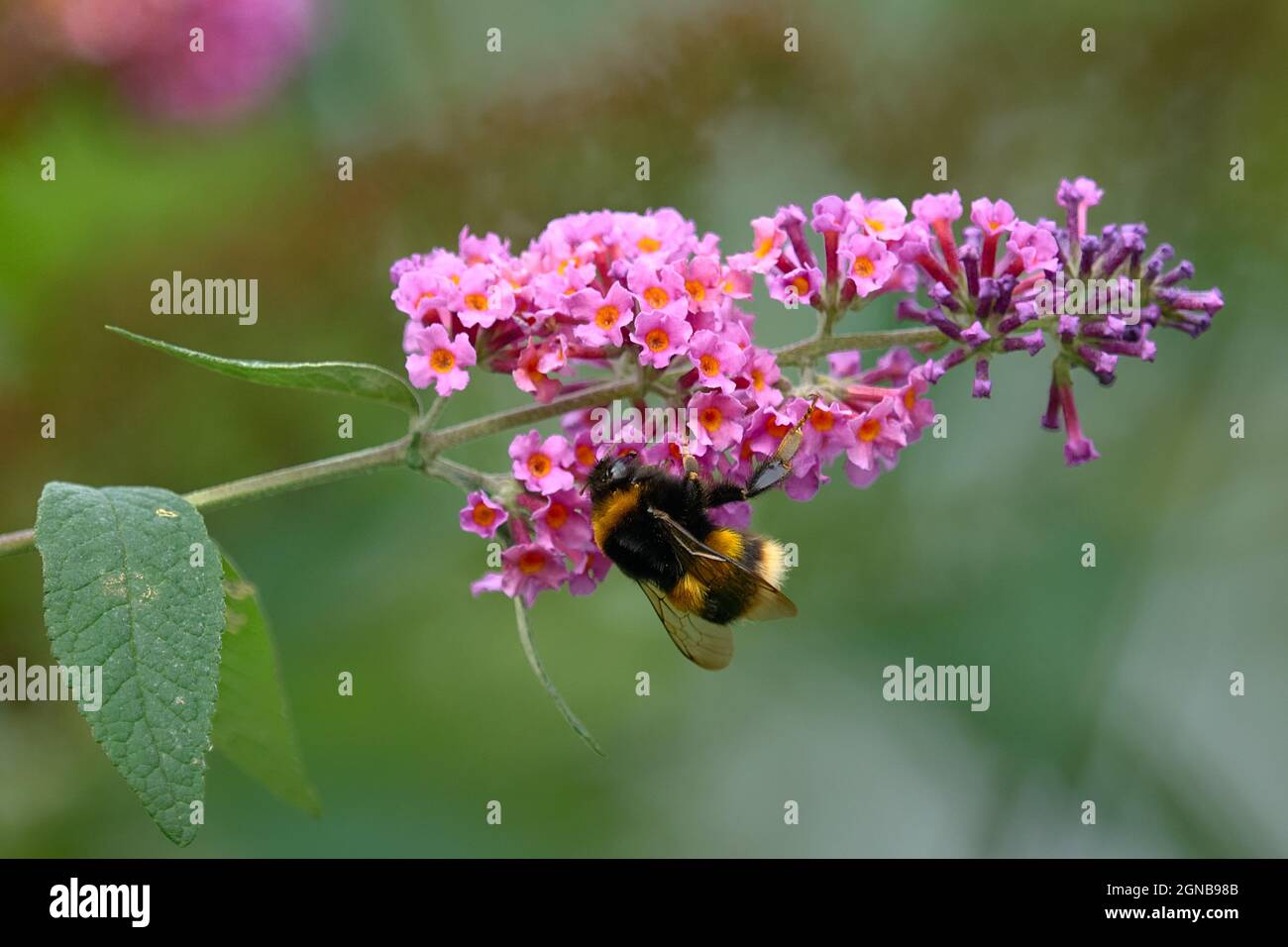 Bumblebee on the Buddleia Stock Photo - Alamy