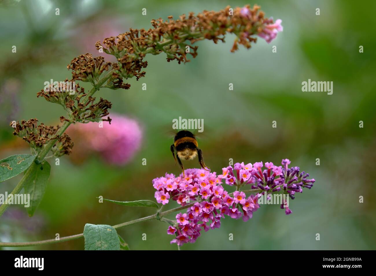 Bumblebee on the Buddleia Stock Photo - Alamy