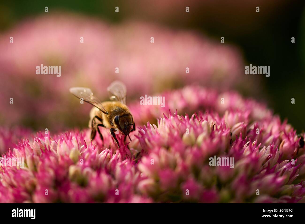 Honey bee on the sedum Stock Photo - Alamy