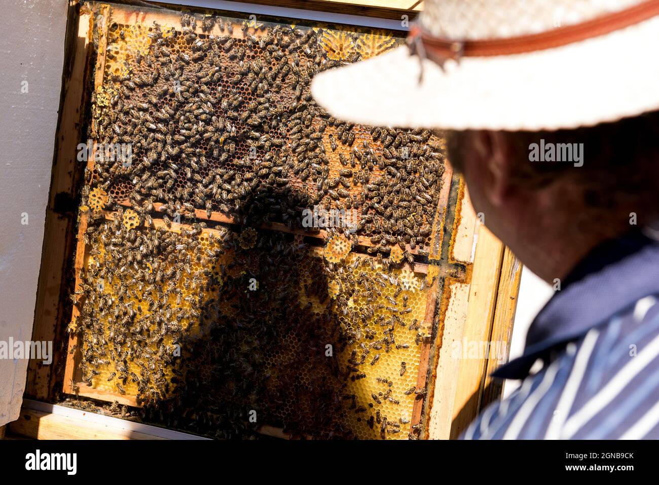 Bee Keeper watching his Bees Stock Photo - Alamy