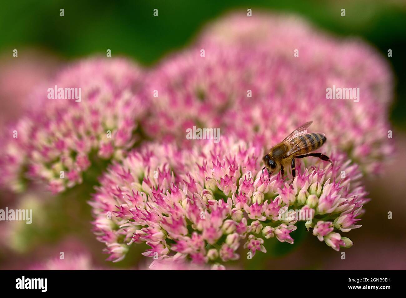 Honey bee on the sedum Stock Photo - Alamy
