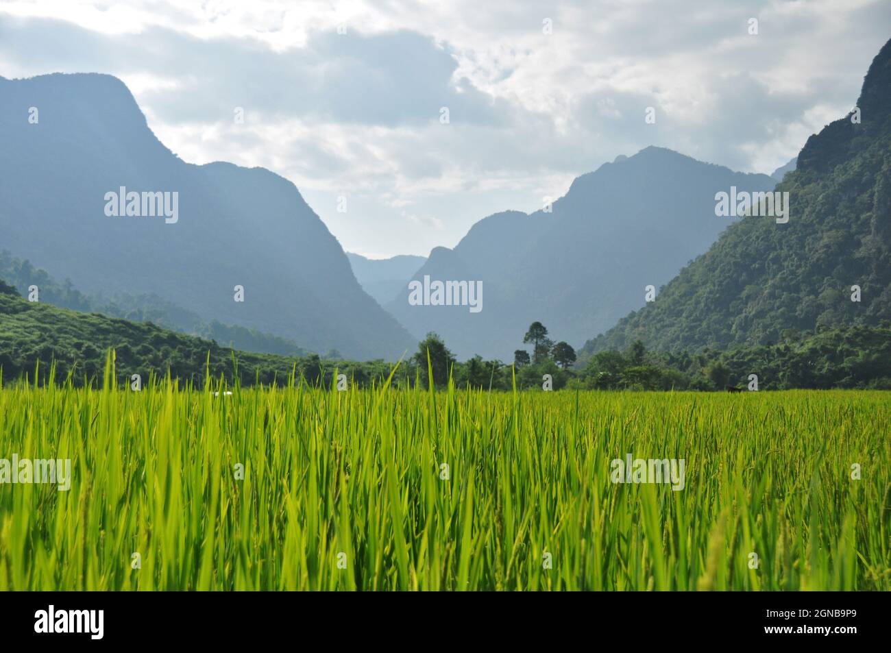 Rice field, Laos Stock Photo - Alamy