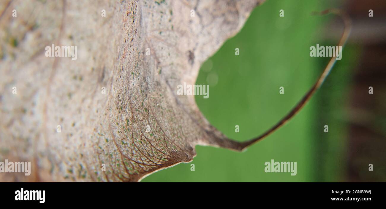 Diseased maple tree leaf hi-res stock photography and images - Alamy