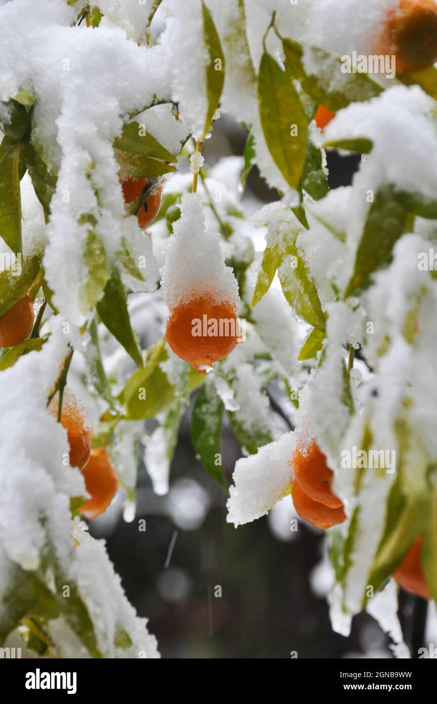 Orange fruit tree snow hi-res stock photography and images - Alamy