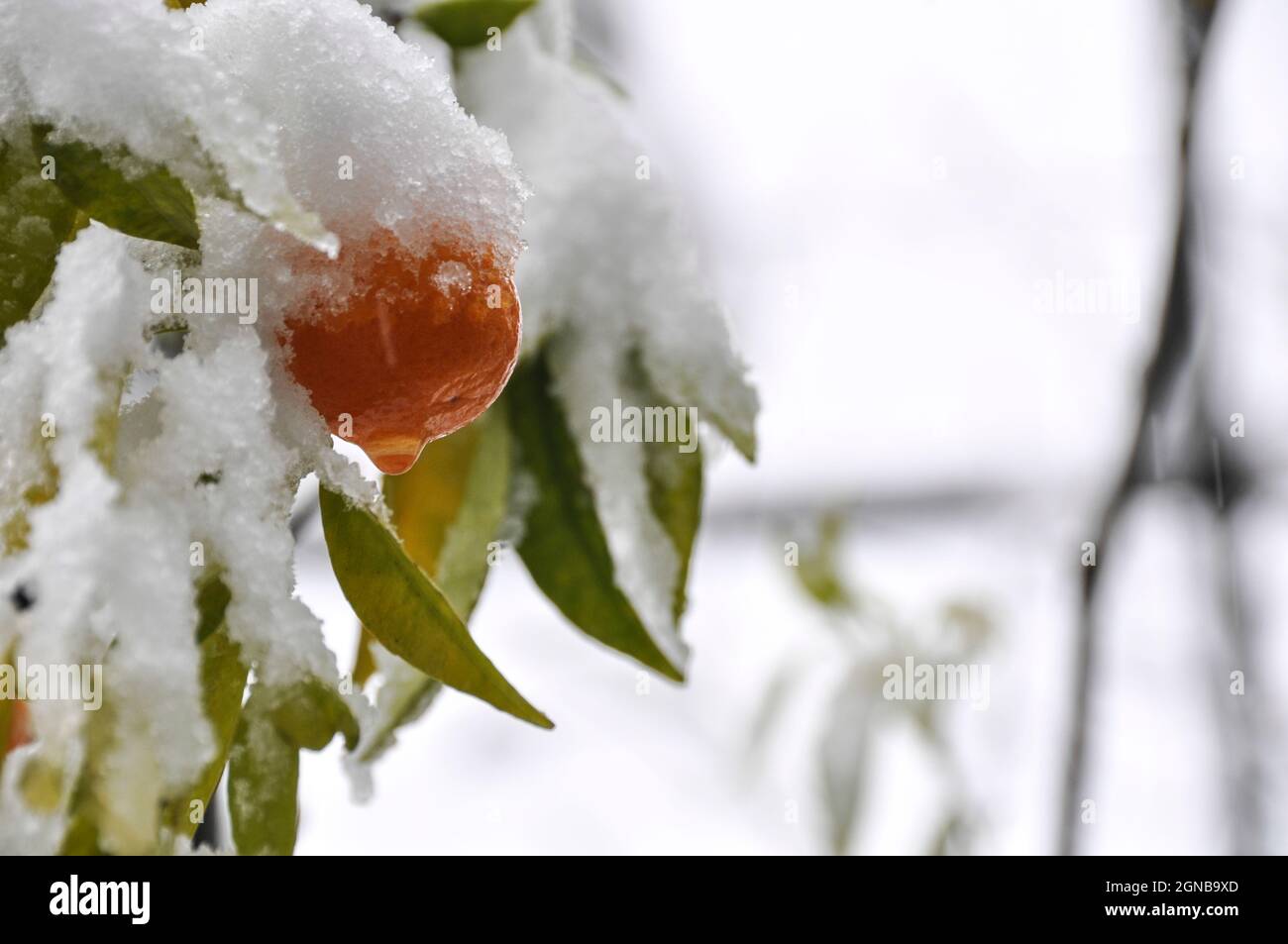 Orange fruit tree snow hi-res stock photography and images - Alamy
