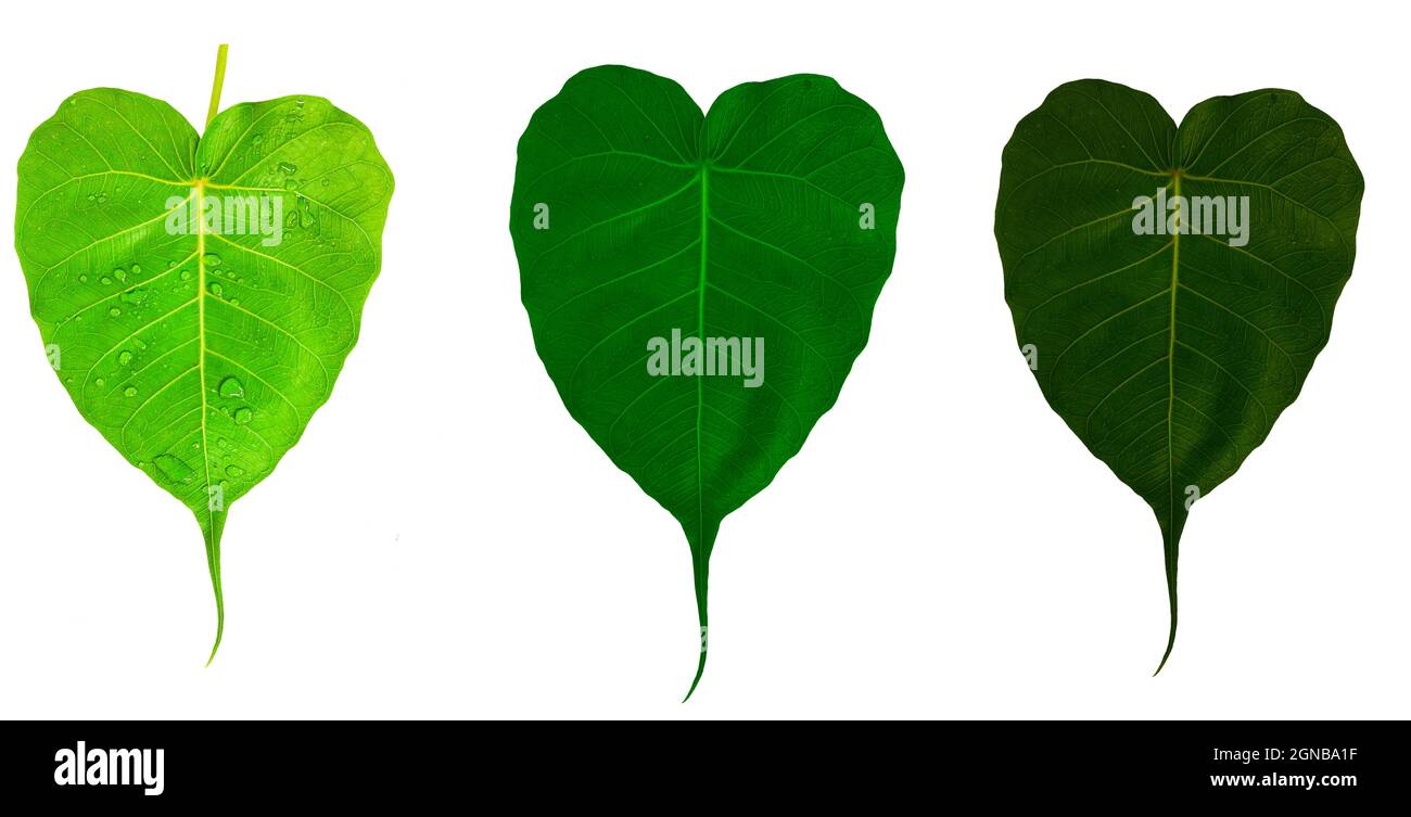 Bo tree leaf hi-res stock photography and images - Alamy