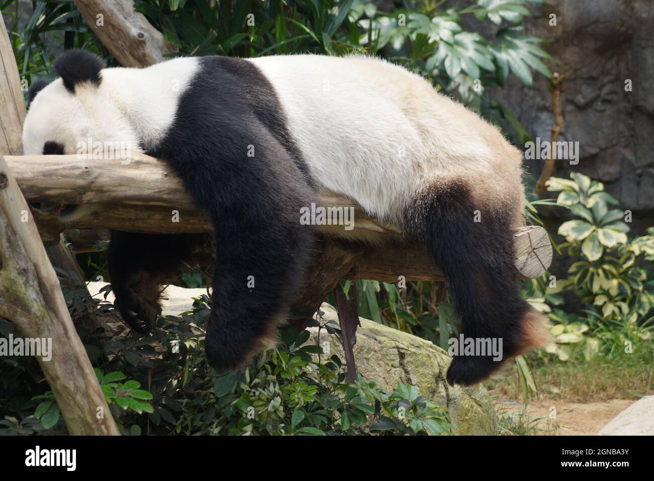 sleepy lazy panda on a tree branch Stock Photo - Alamy