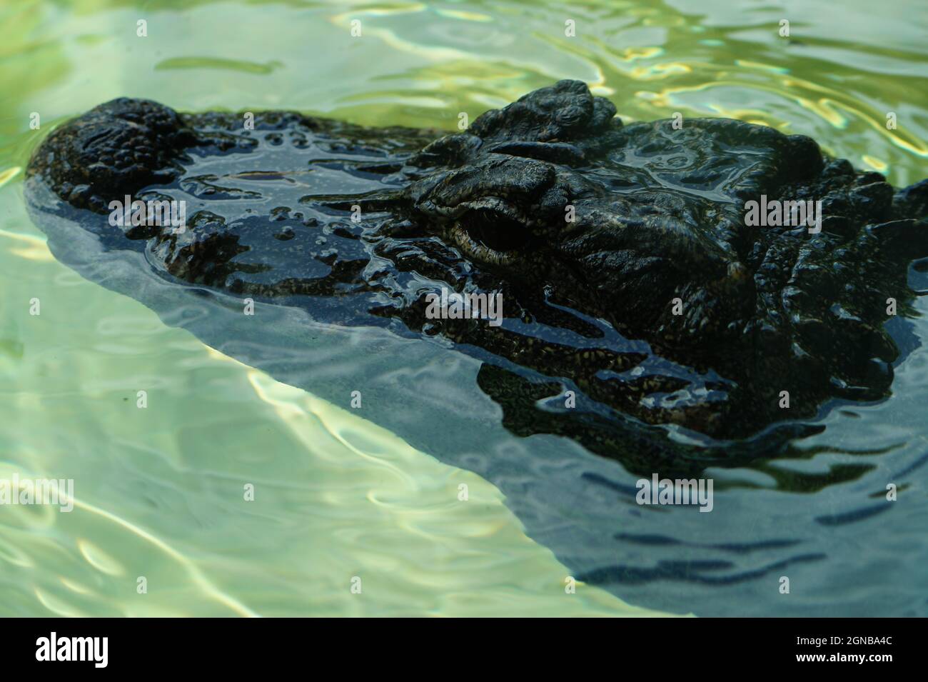 dark wild crocodile hiding in water Stock Photo - Alamy